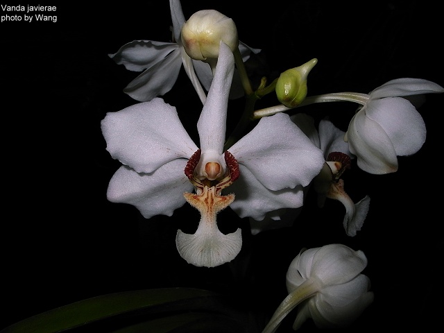 Vanda javierae