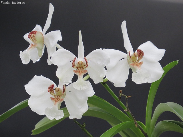 Vanda javierae