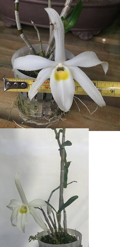 石斛蘭 Dendrobium